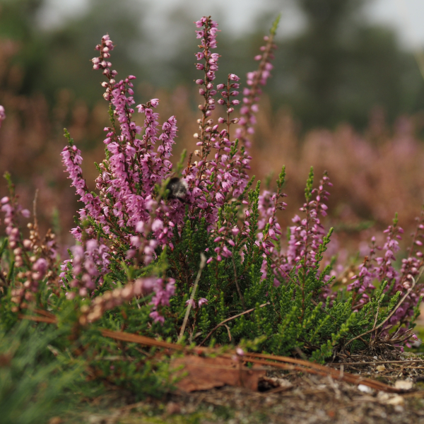 Ontdek de heide in volle bloei | Landschap Overijssel
